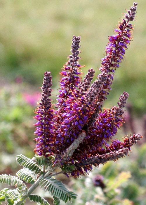 Amorpha canescens - Leadplant