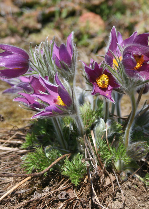 Anemone patens - Pasque Flower