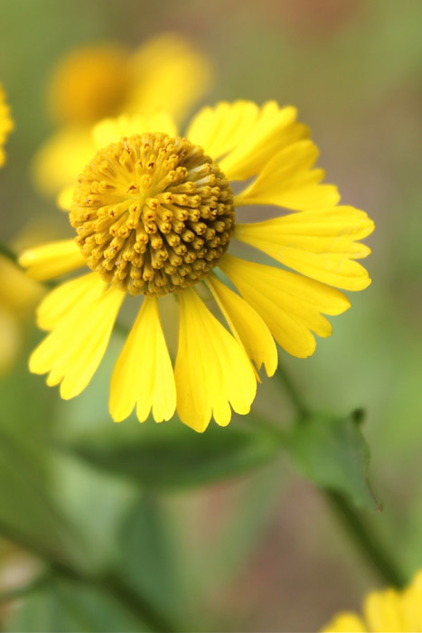Helenium autumnale - Helen's Flower