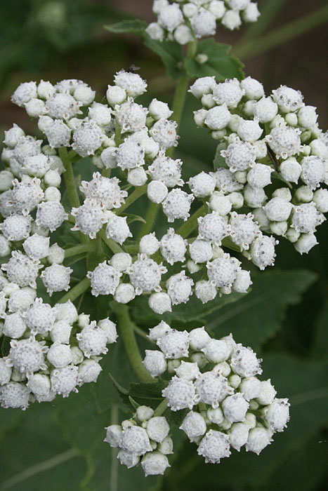 Parthenium integrifolium - Wild Quinine