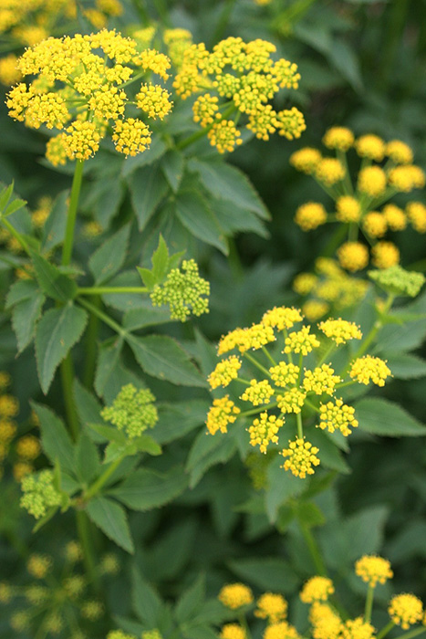 Zizia aurea - Golden Alexanders