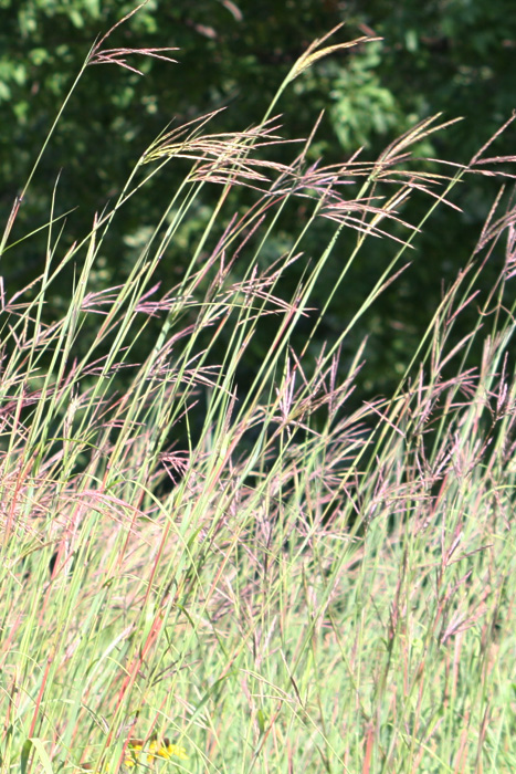 Andropogon gerardii - Big Bluestem