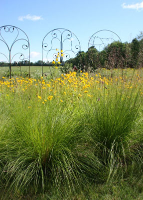 Sporobolus heterolepis - Prairie Dropseed