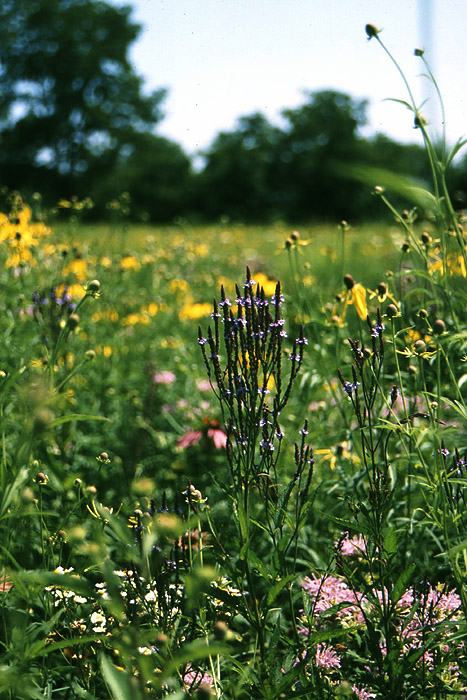 Detention Basin Wet Meadow Mix