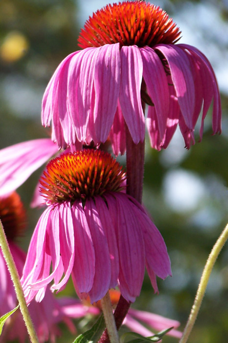 Echinacea Leaves