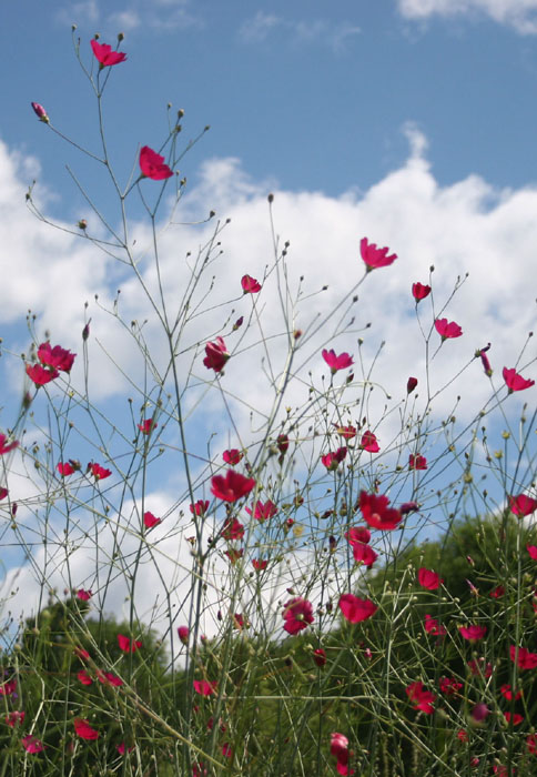 Callirhoe digitata - Fringed Poppy Mallow